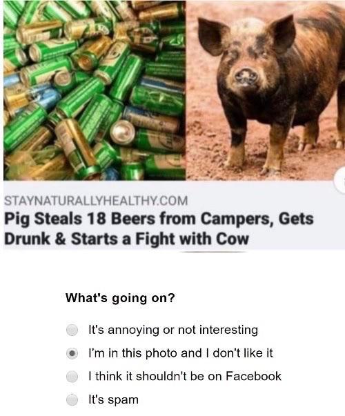 This little piggy is an alcoholic | Scrolller