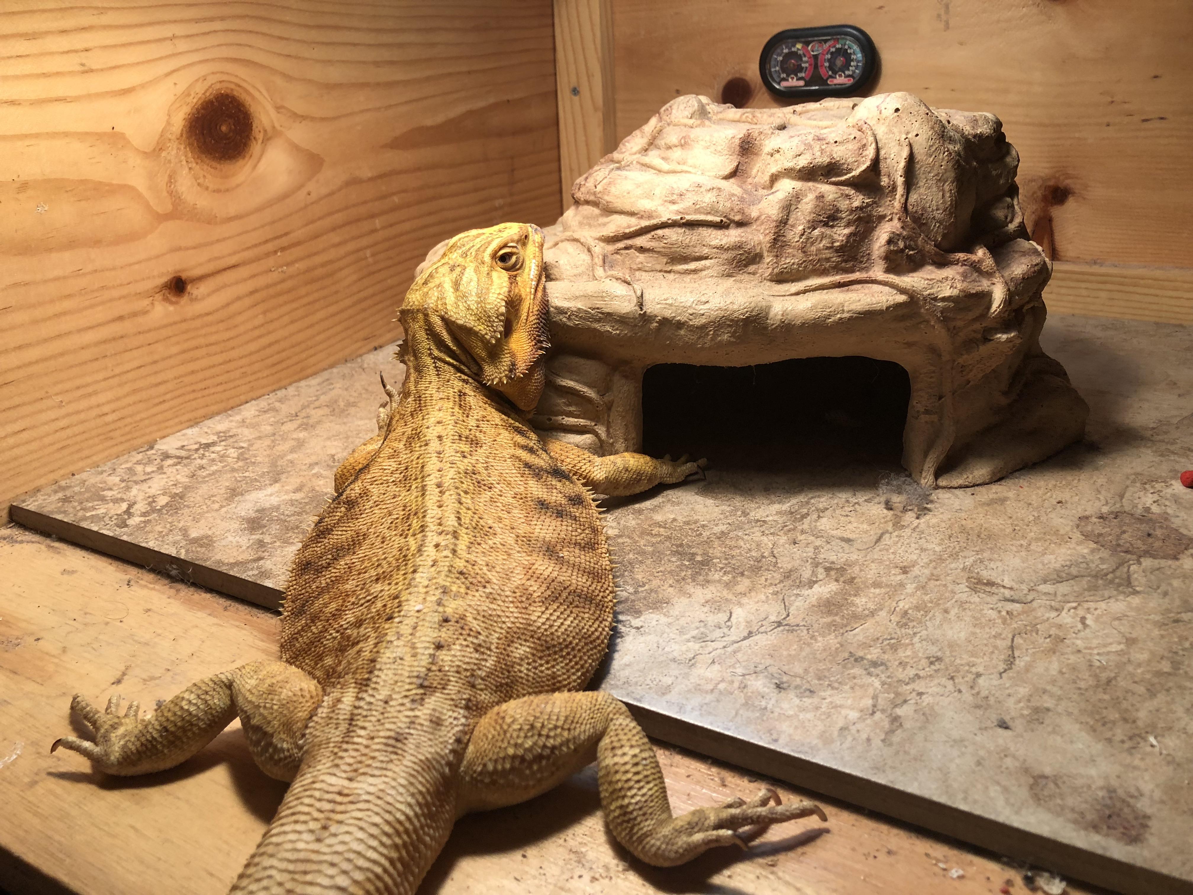 This lizard has no buisness being this thicc | Scrolller