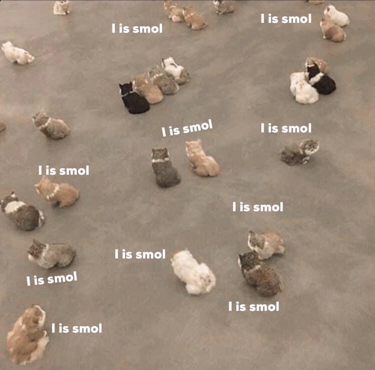 This majestic masterpiece of smol | Scrolller