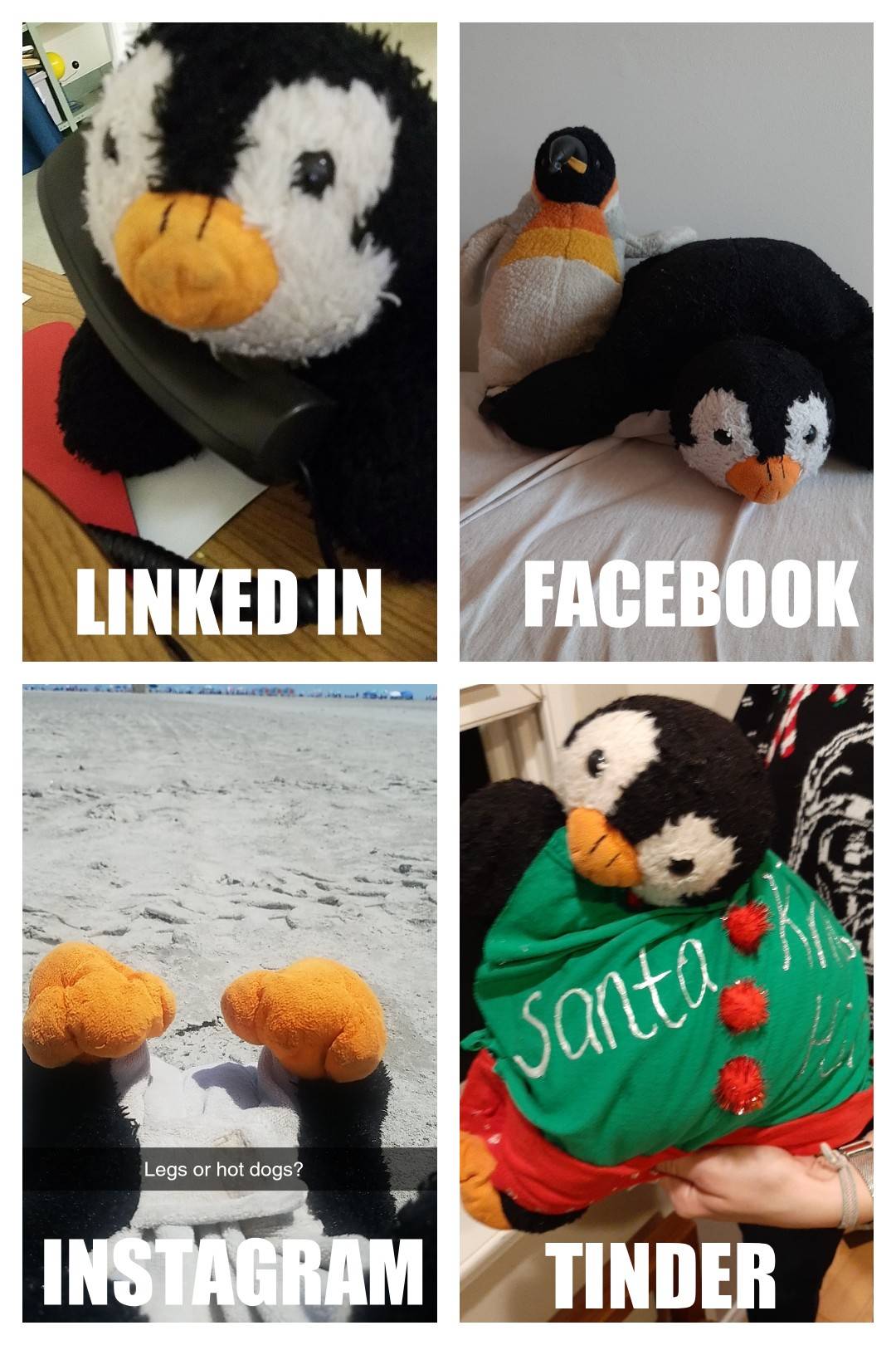 This my penguin Peter and his Dolly Parton Challenge | Scrolller