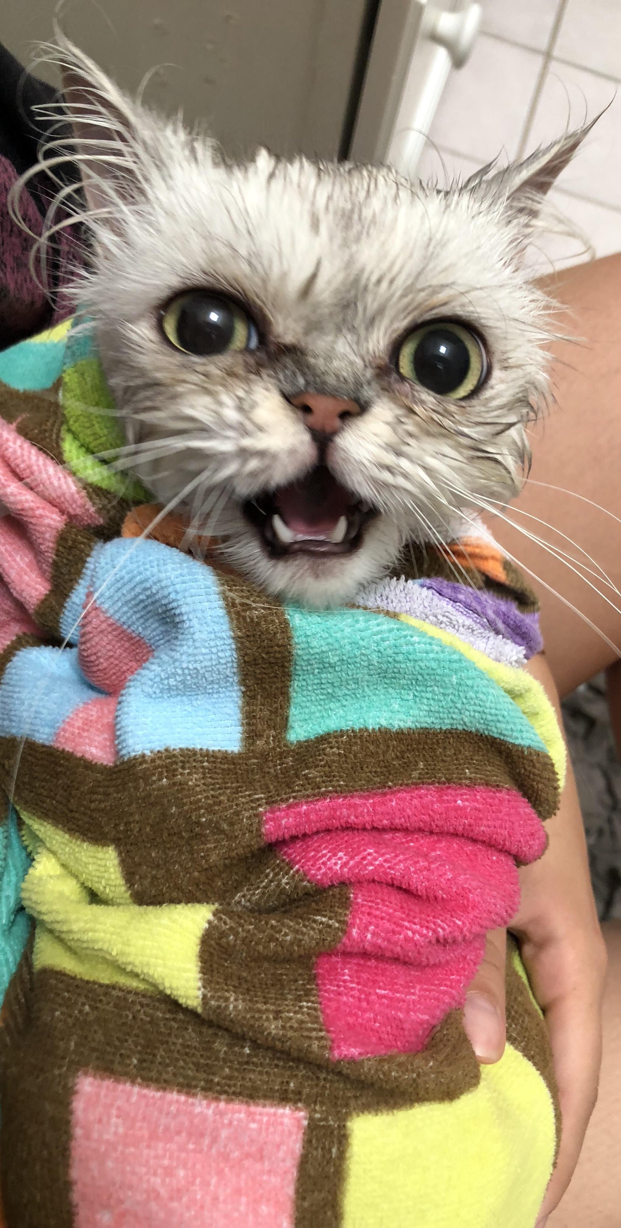 This one doesn’t like baths | Scrolller