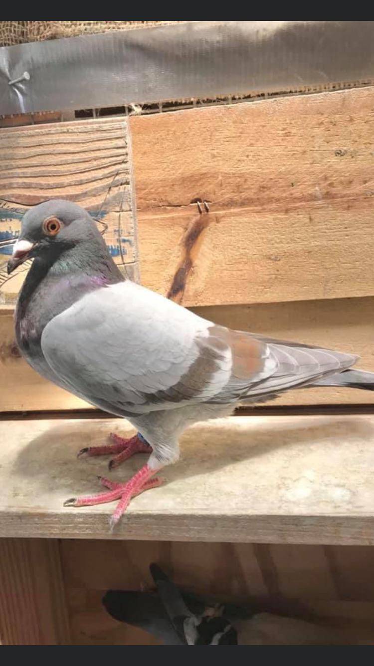 This one looks fast! | Scrolller