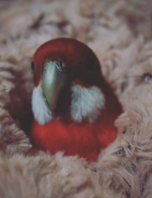 This party Rosella is known to cut a rug or two, literally! | Scrolller