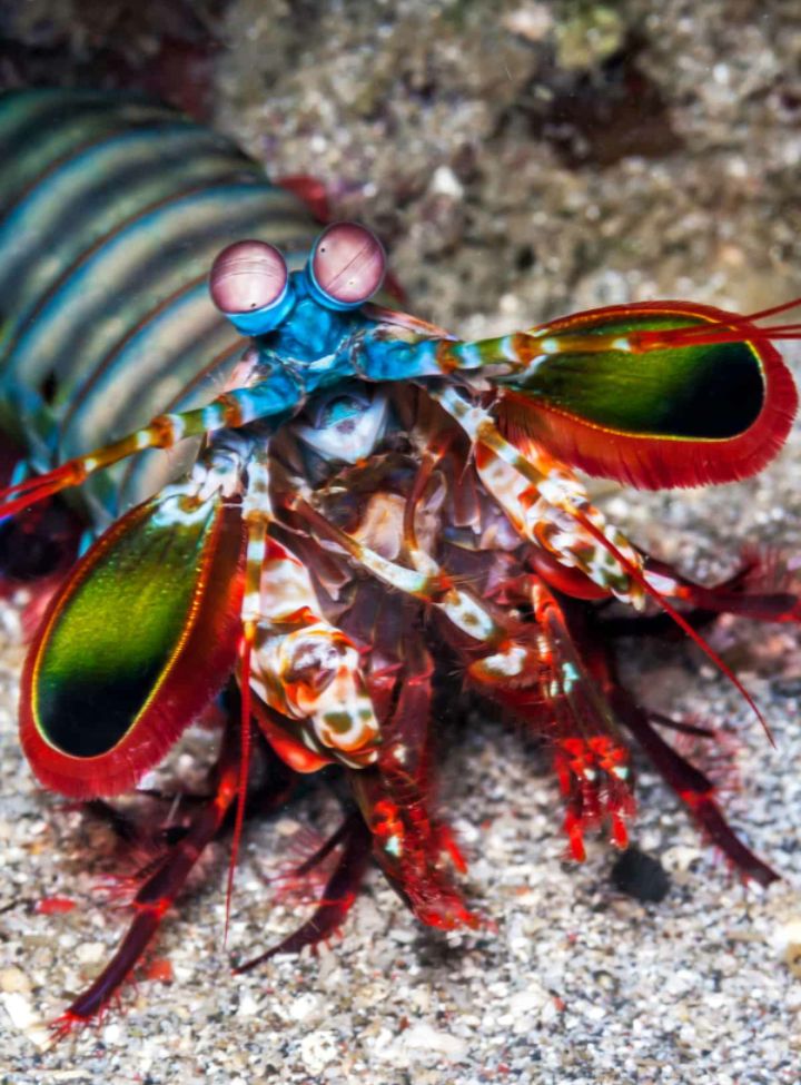 This peacock mantis shrimp get its name from its coloring | Scrolller