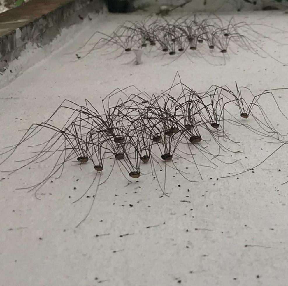 This pile of trimmed pubic hair on the floor | Scrolller