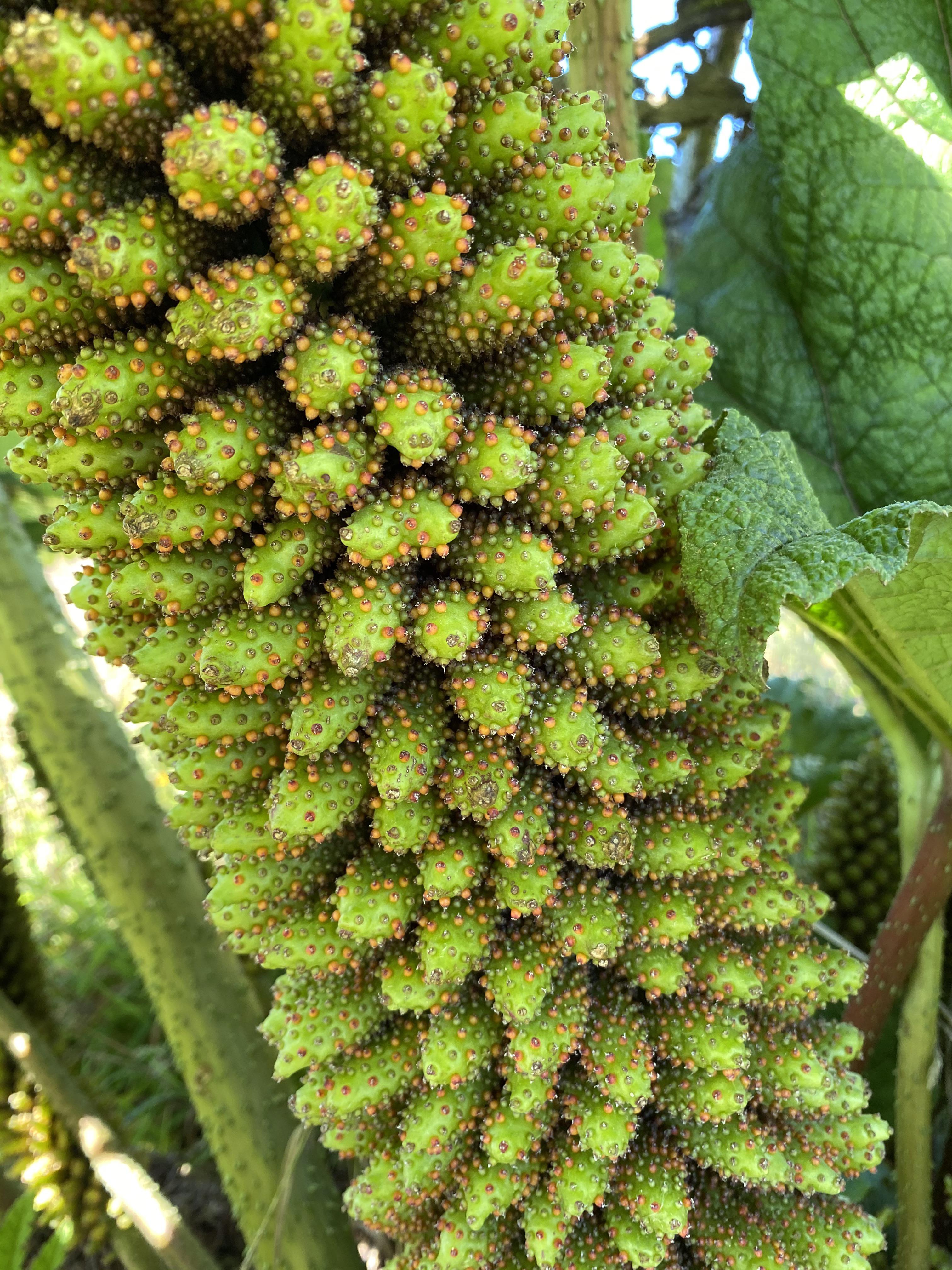 This plant. | Scrolller