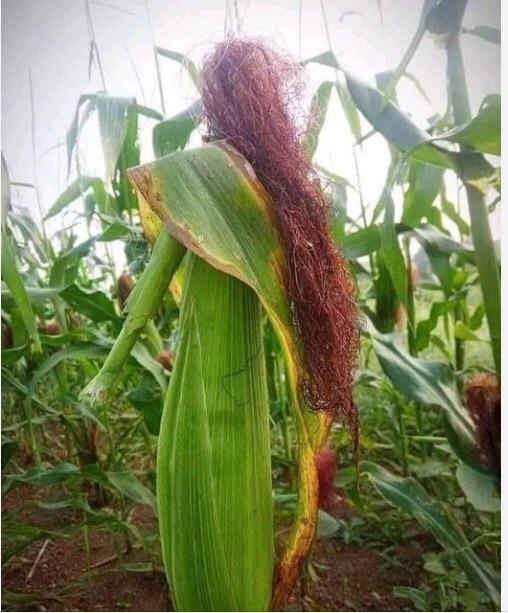 This plant in the corn field | Scrolller
