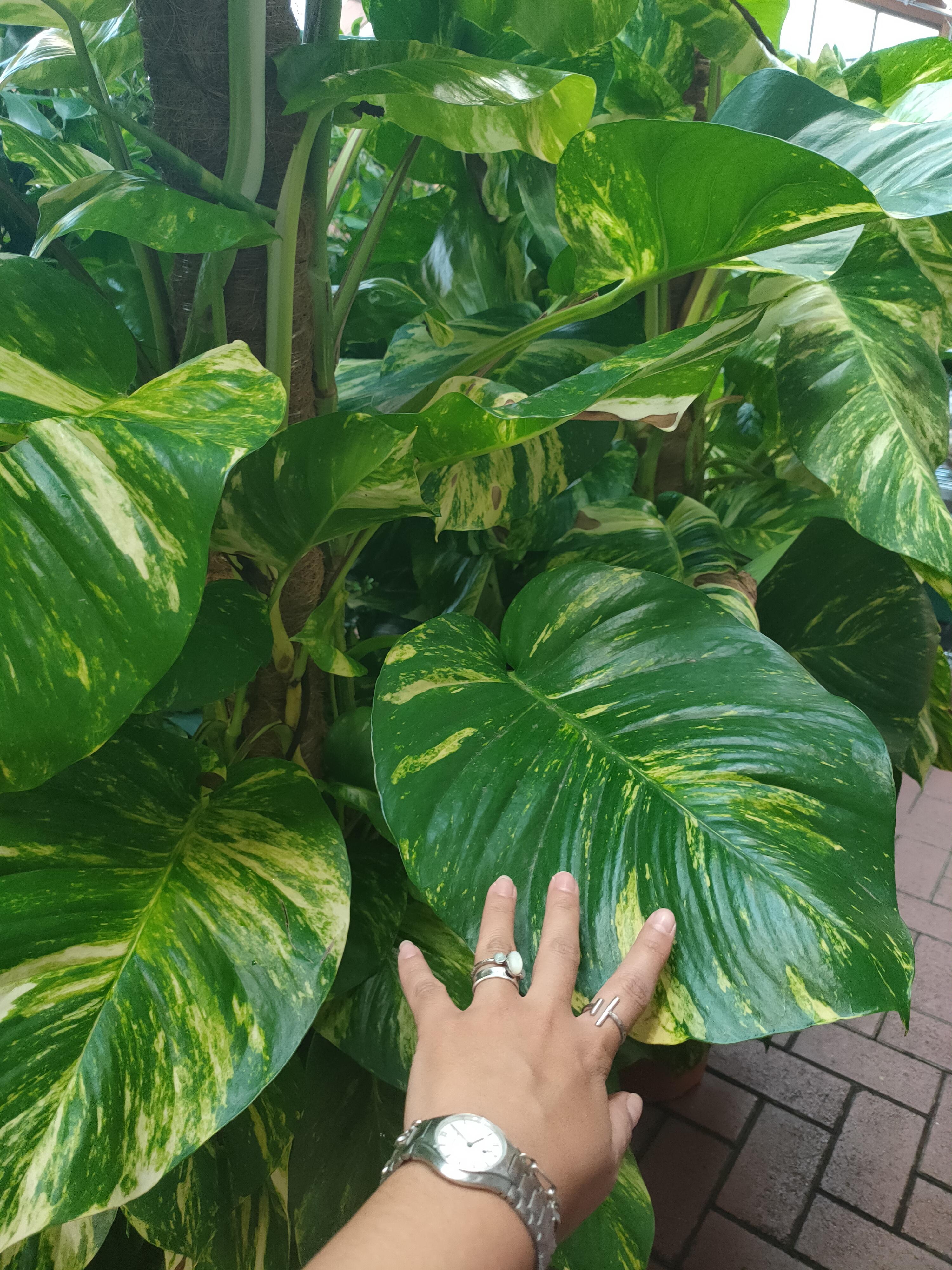 This pothos tho 😍 | Scrolller