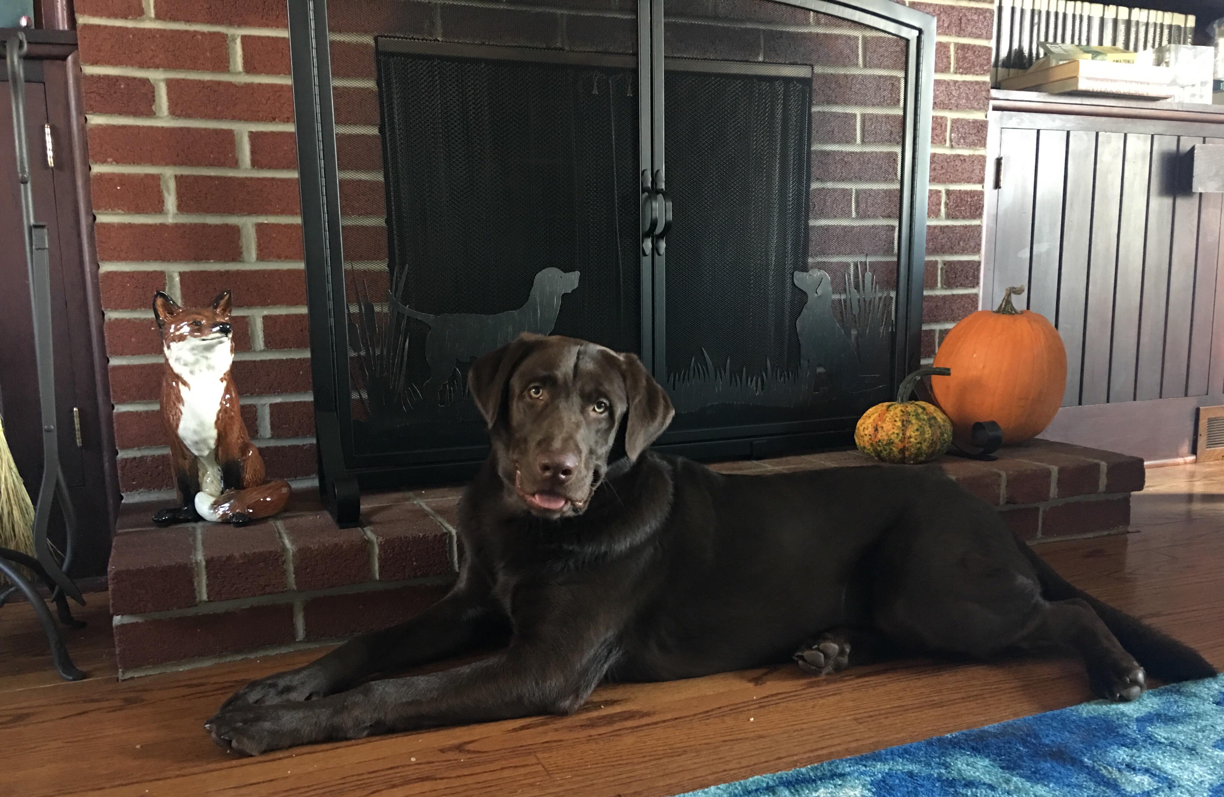 This pumpkin was too big to fit on the hearth | Scrolller