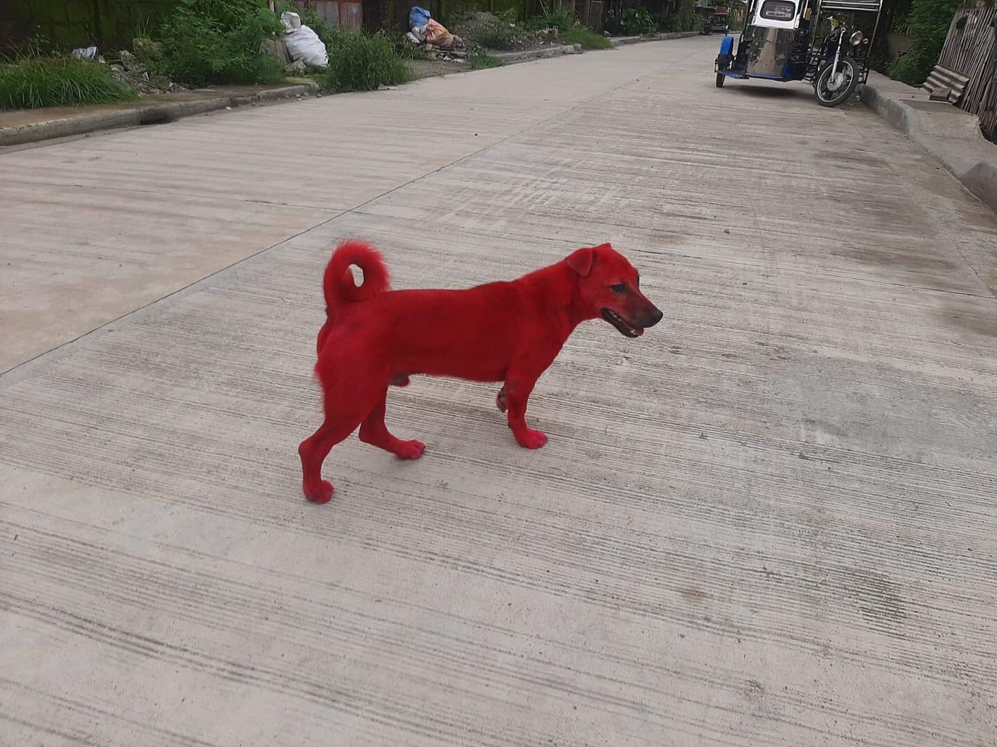 This red street doggo | Scrolller