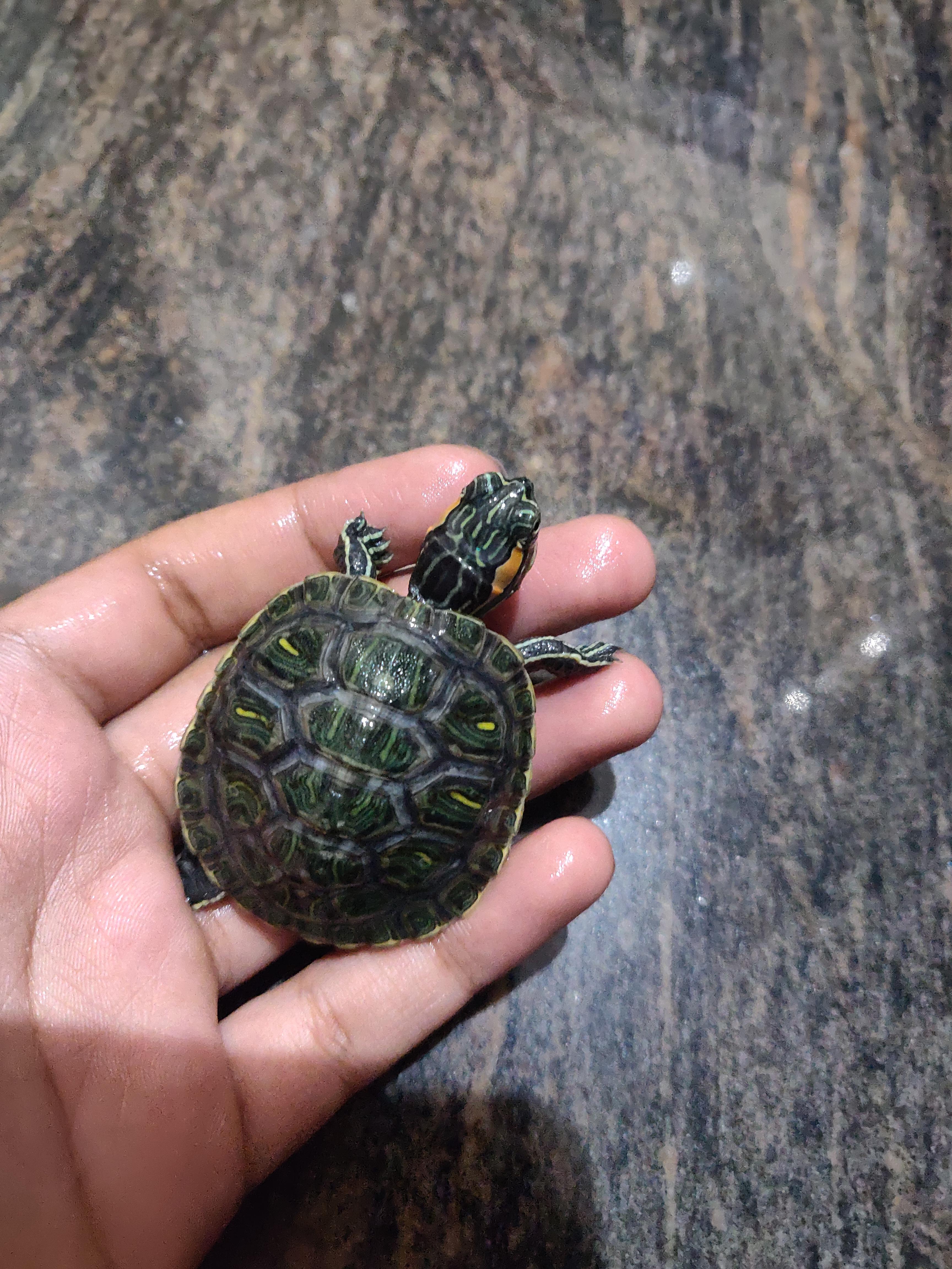 This shell rot? | Scrolller