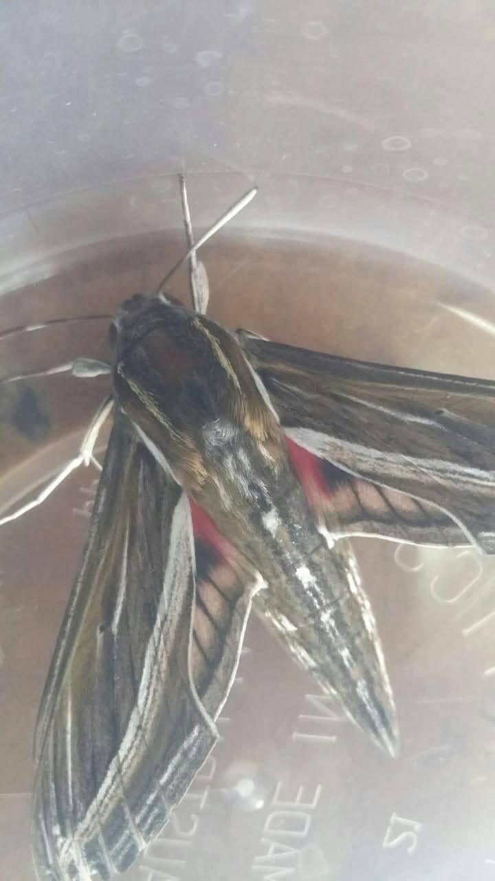 This silver-striped hawk-moth got caught between our sliding windows, so I rescued her | Scrolller