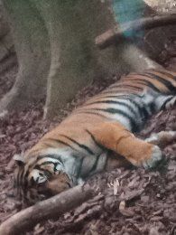 This sleepy tiger | Scrolller