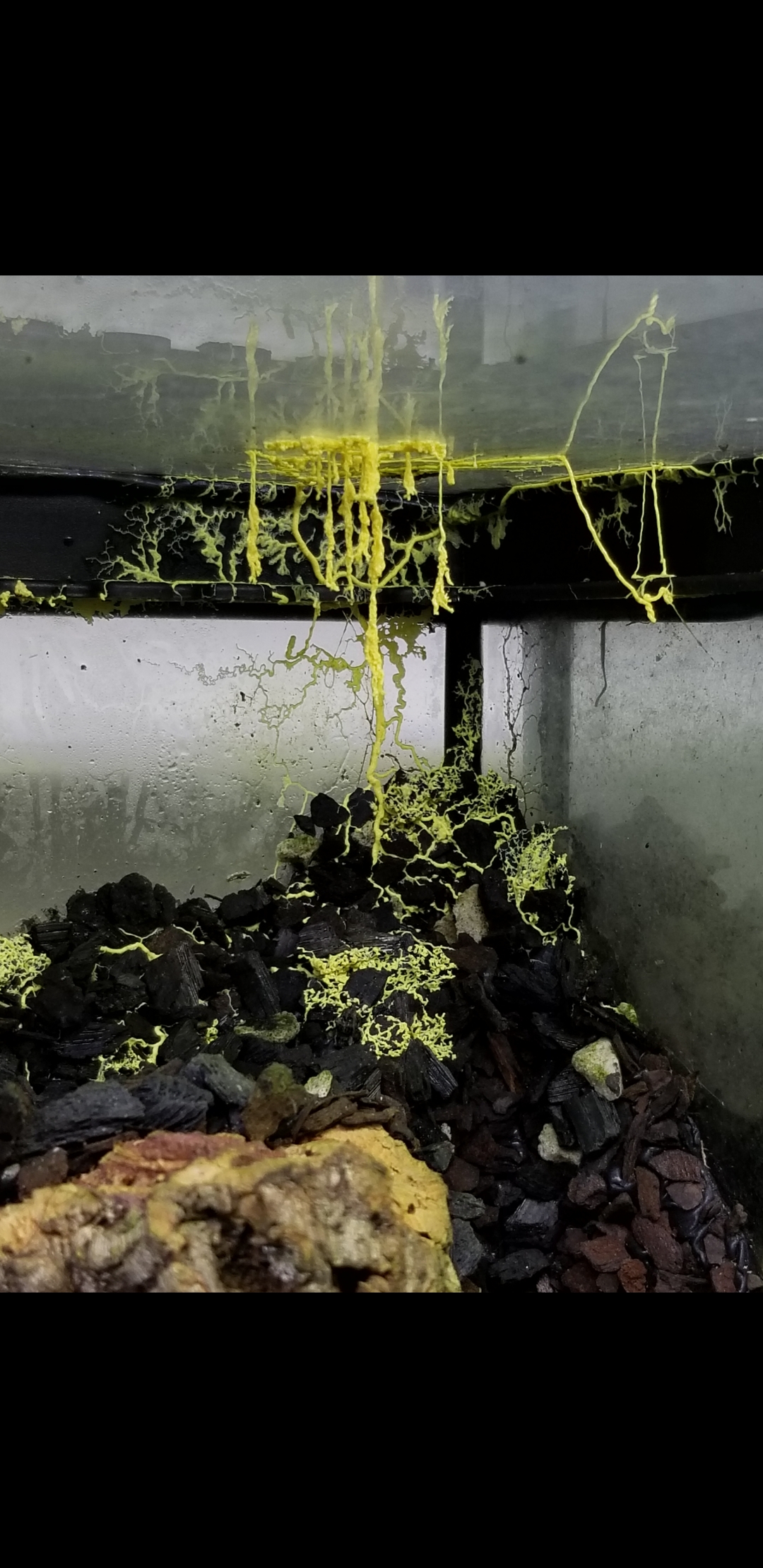 This slime mold popped up in one of my tanks awhile back, completely harmless. | Scrolller