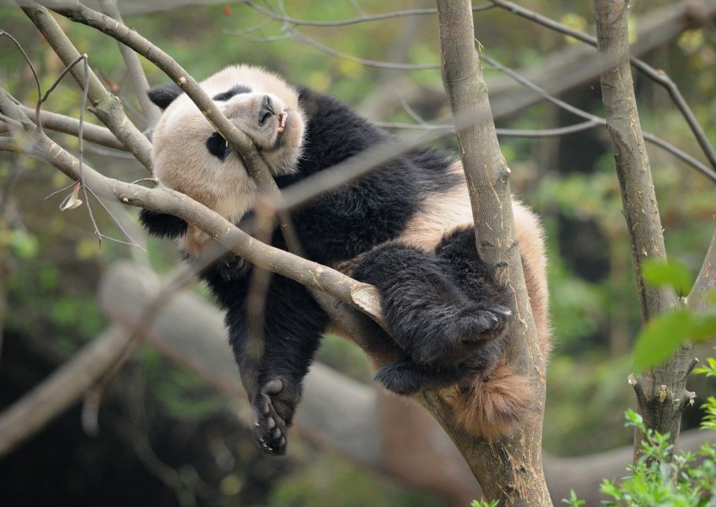 This subadult panda was rapidly growing out of his favourite sleeping ...