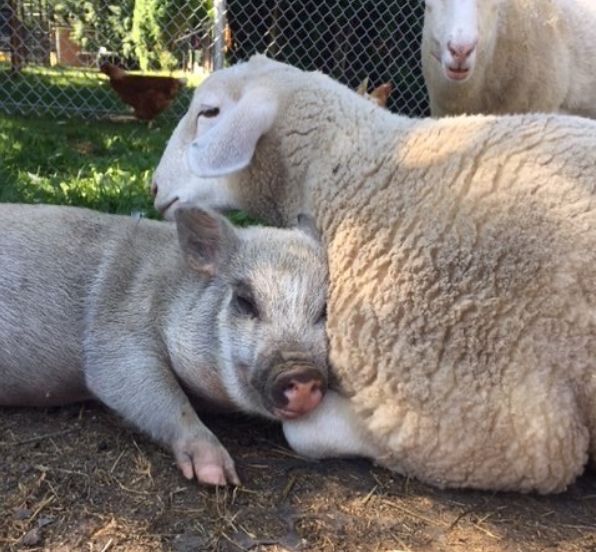 This sweet cuddle puddle at Happy Herd Farm Sanctuary | Scrolller