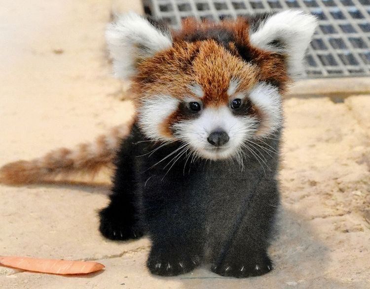 This tiny floof! | Scrolller