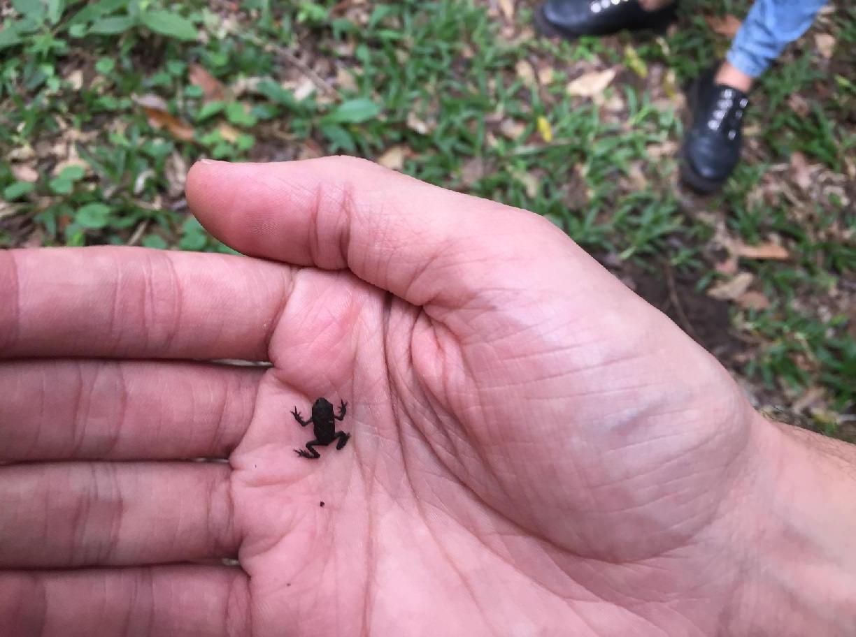 This tiny little frog | Scrolller