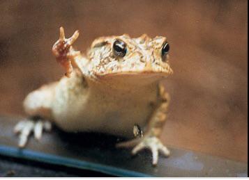 This toad is reaching out for its brethren (Amphibian gang) | Scrolller
