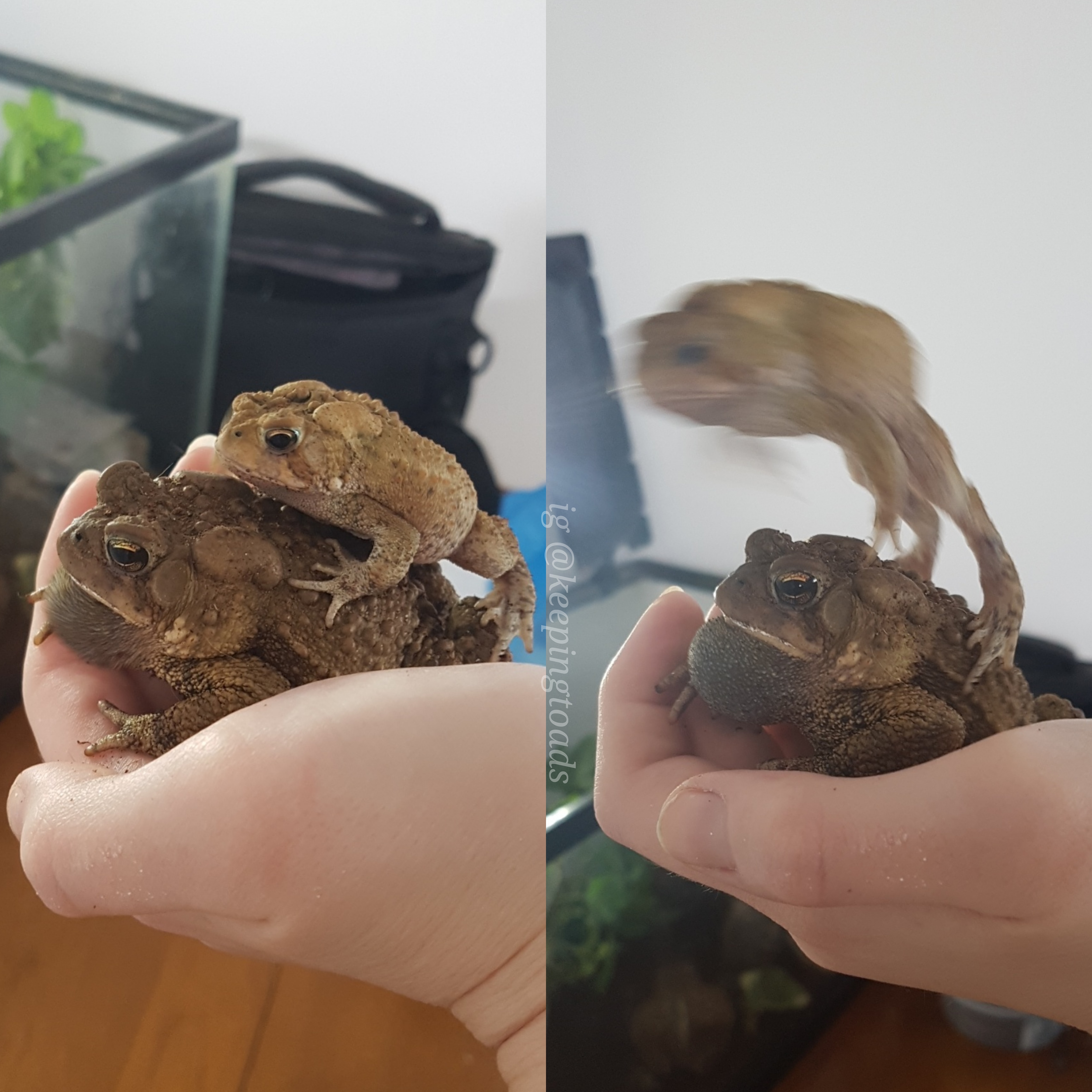 This toad smol, yaEET | Scrolller