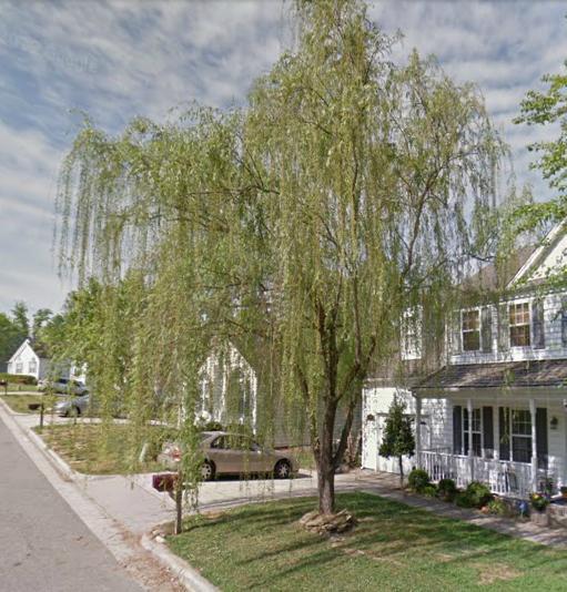 this tree needs an identity ... please help it. | Scrolller