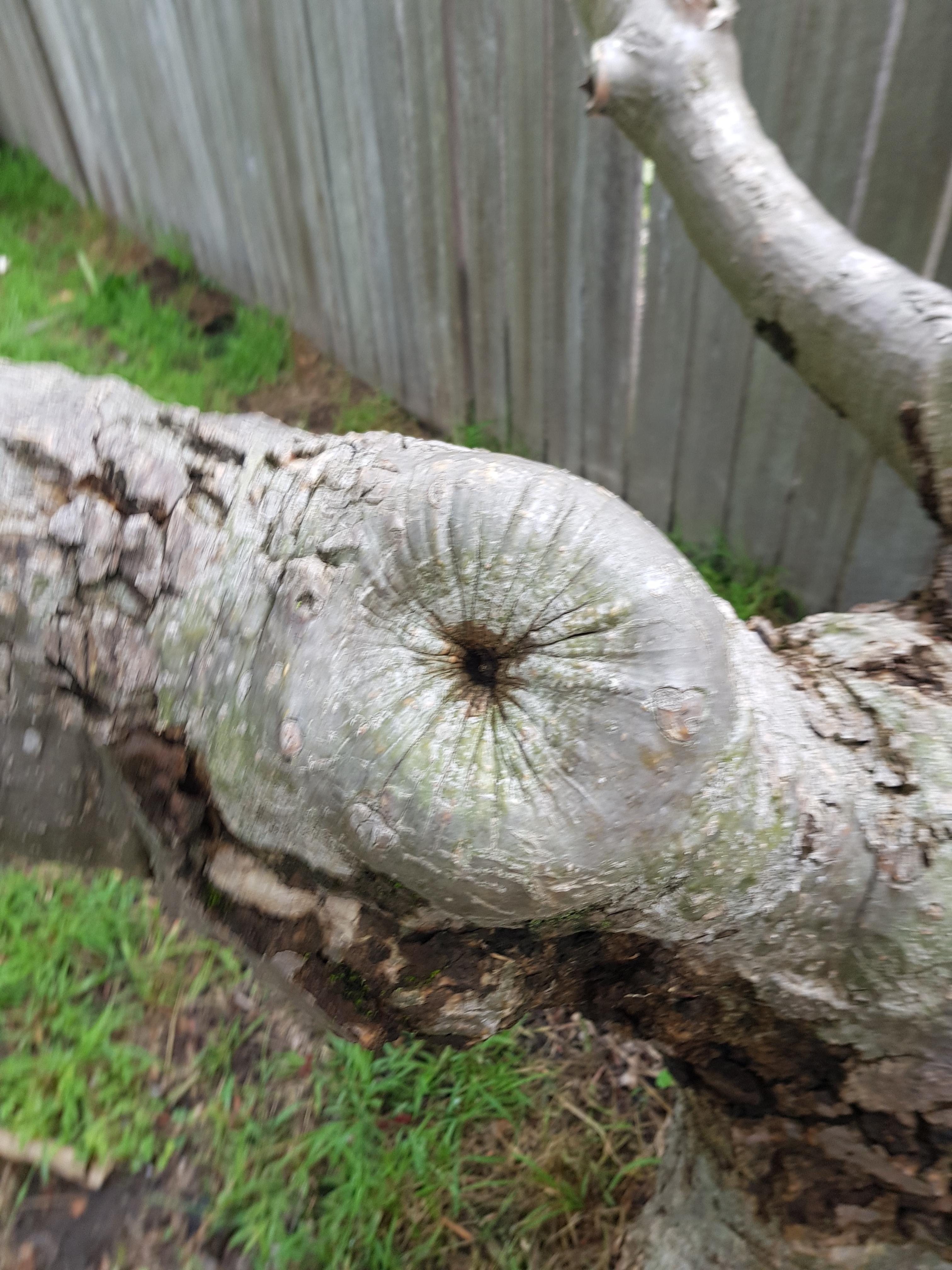 This tree's butthole | Scrolller