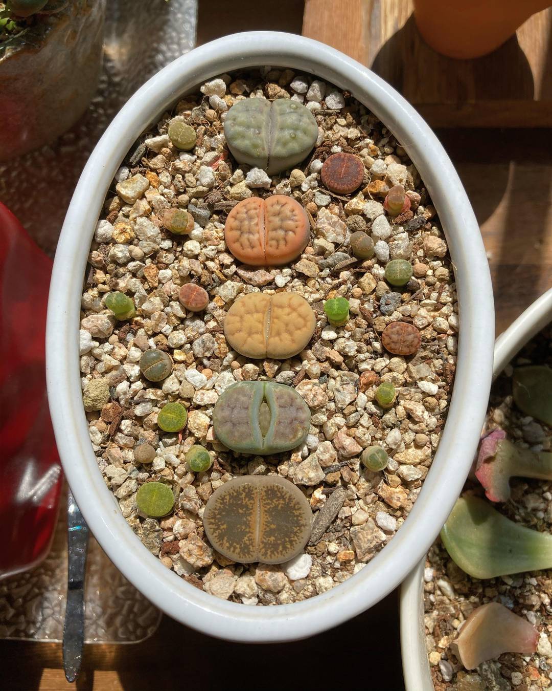 This was a pain in the ass to repot | Scrolller