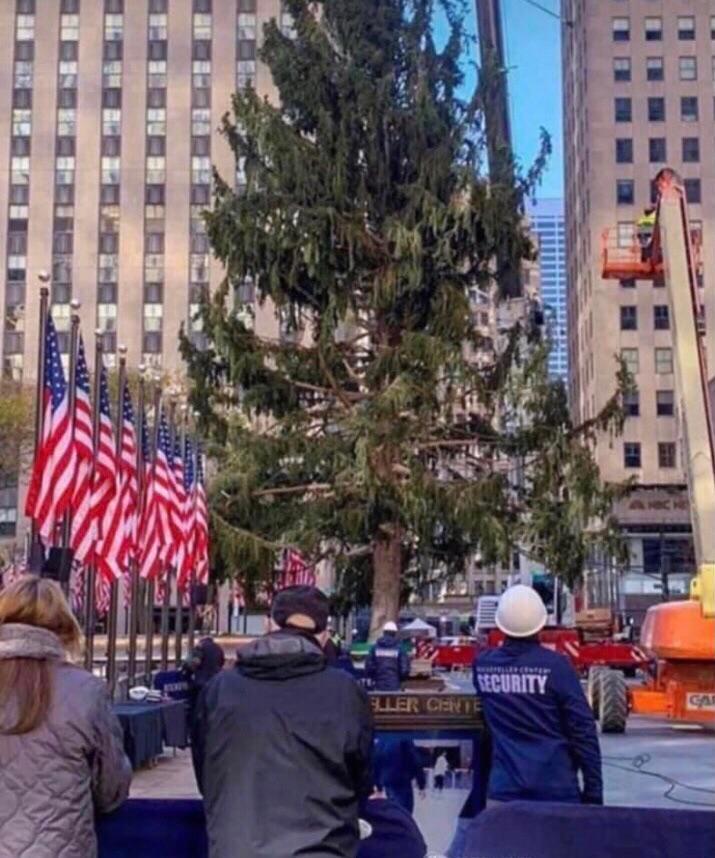 This year’s Rockefeller Center Christmas tree in NYC went up yesterday, it’s very.... ‘2020 chic ...