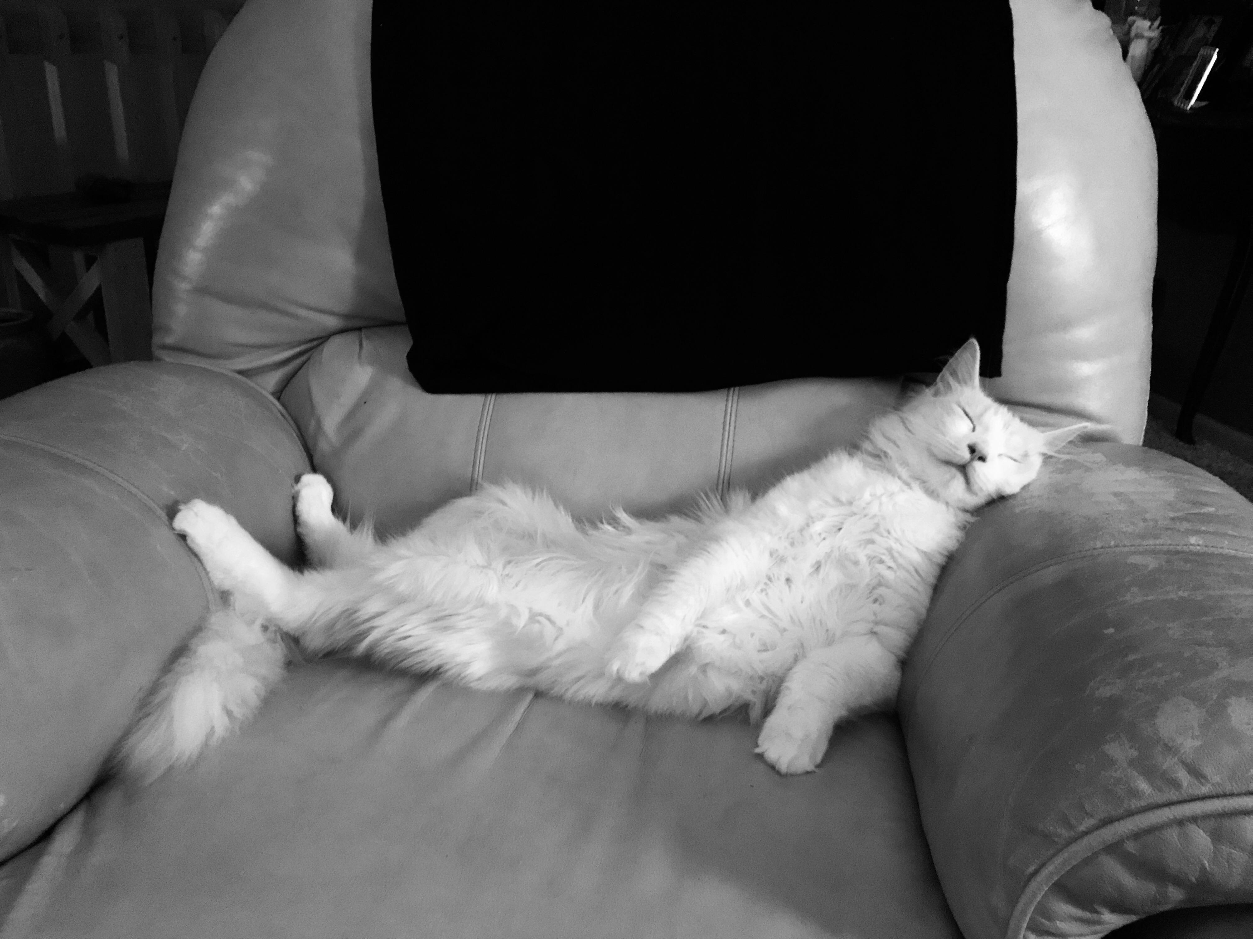 Thomas knows how to get comfortable. | Scrolller