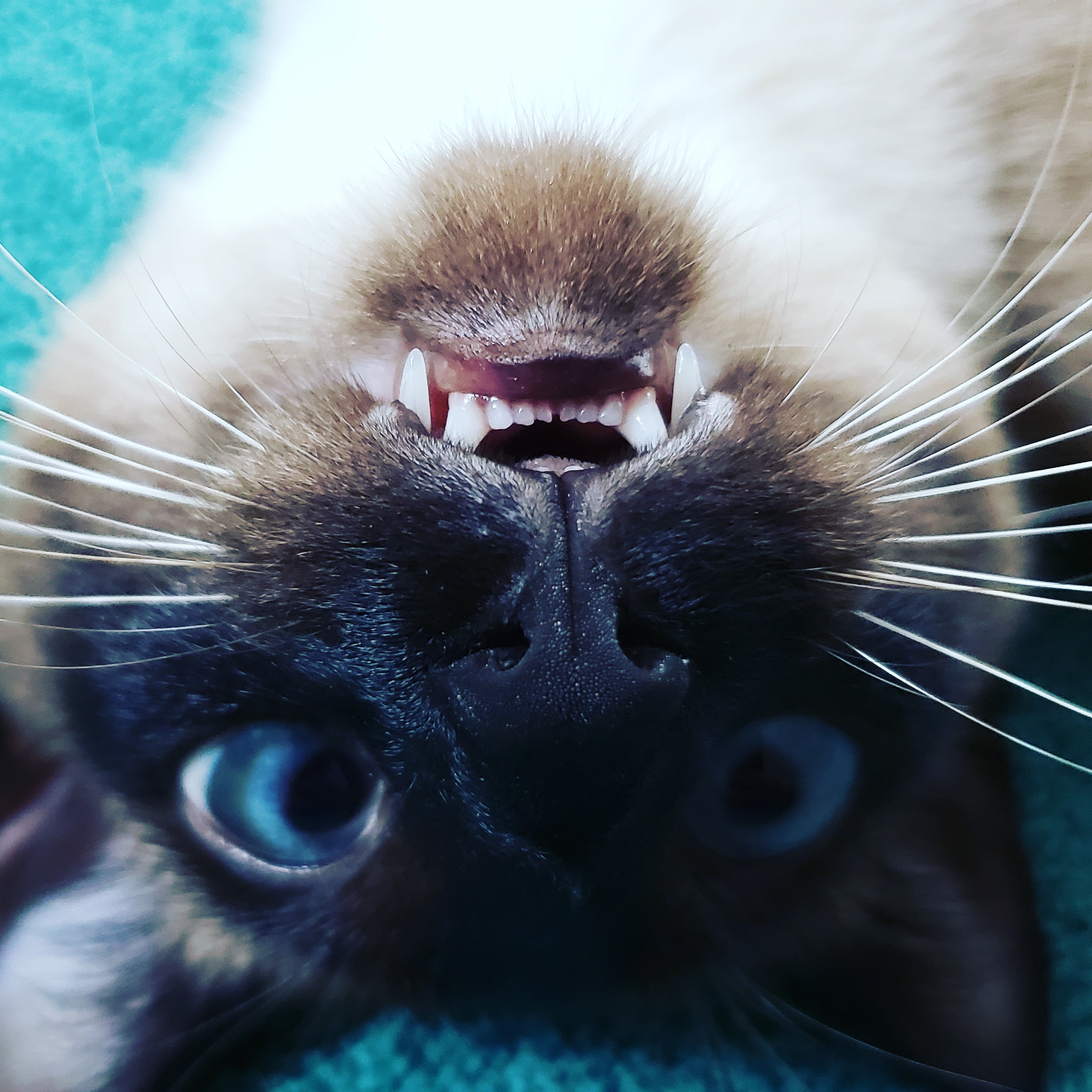 Those teeth! | Scrolller