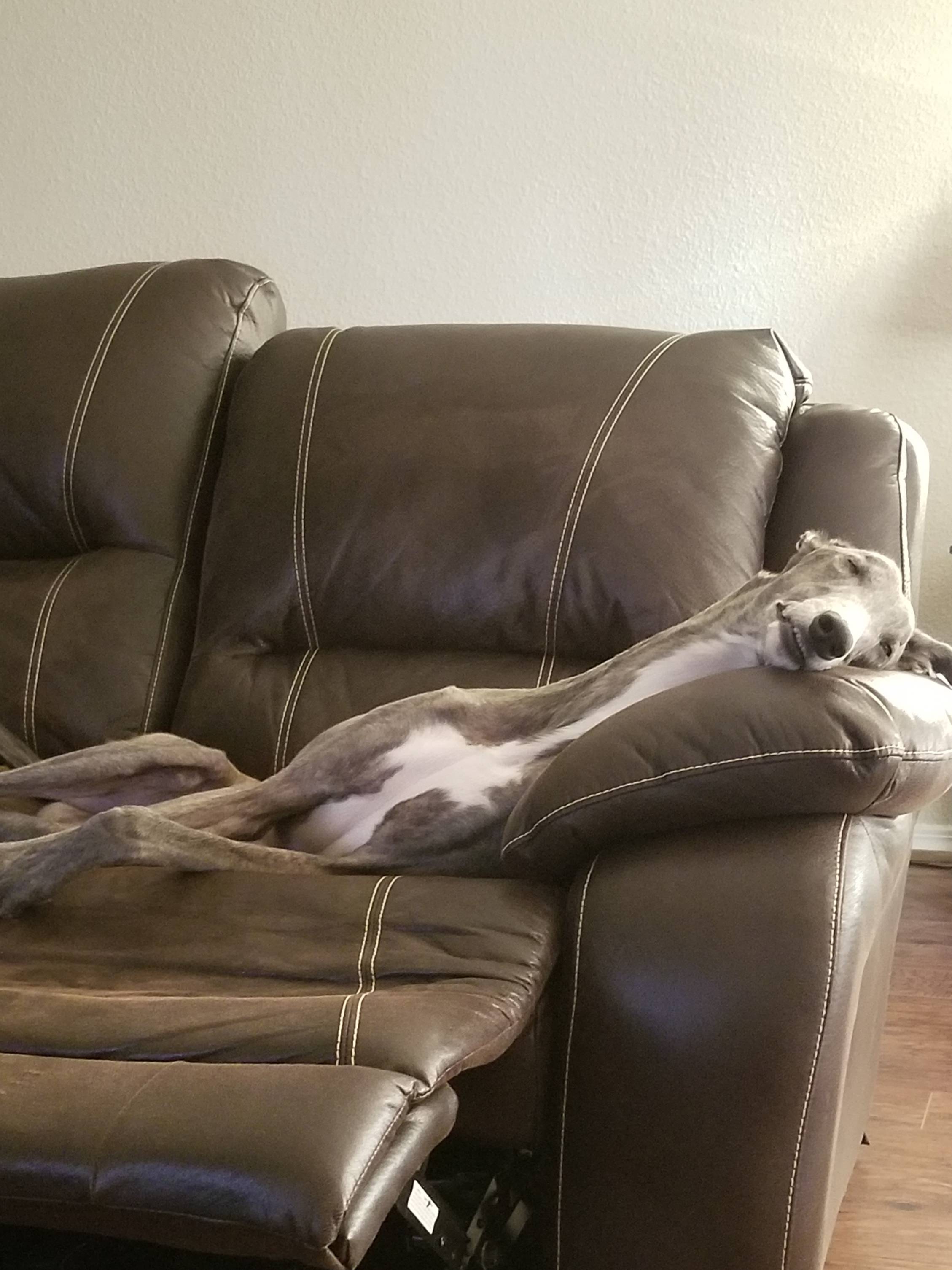 Thought I adopted a dog but somehow ended up with a giraffe. | Scrolller