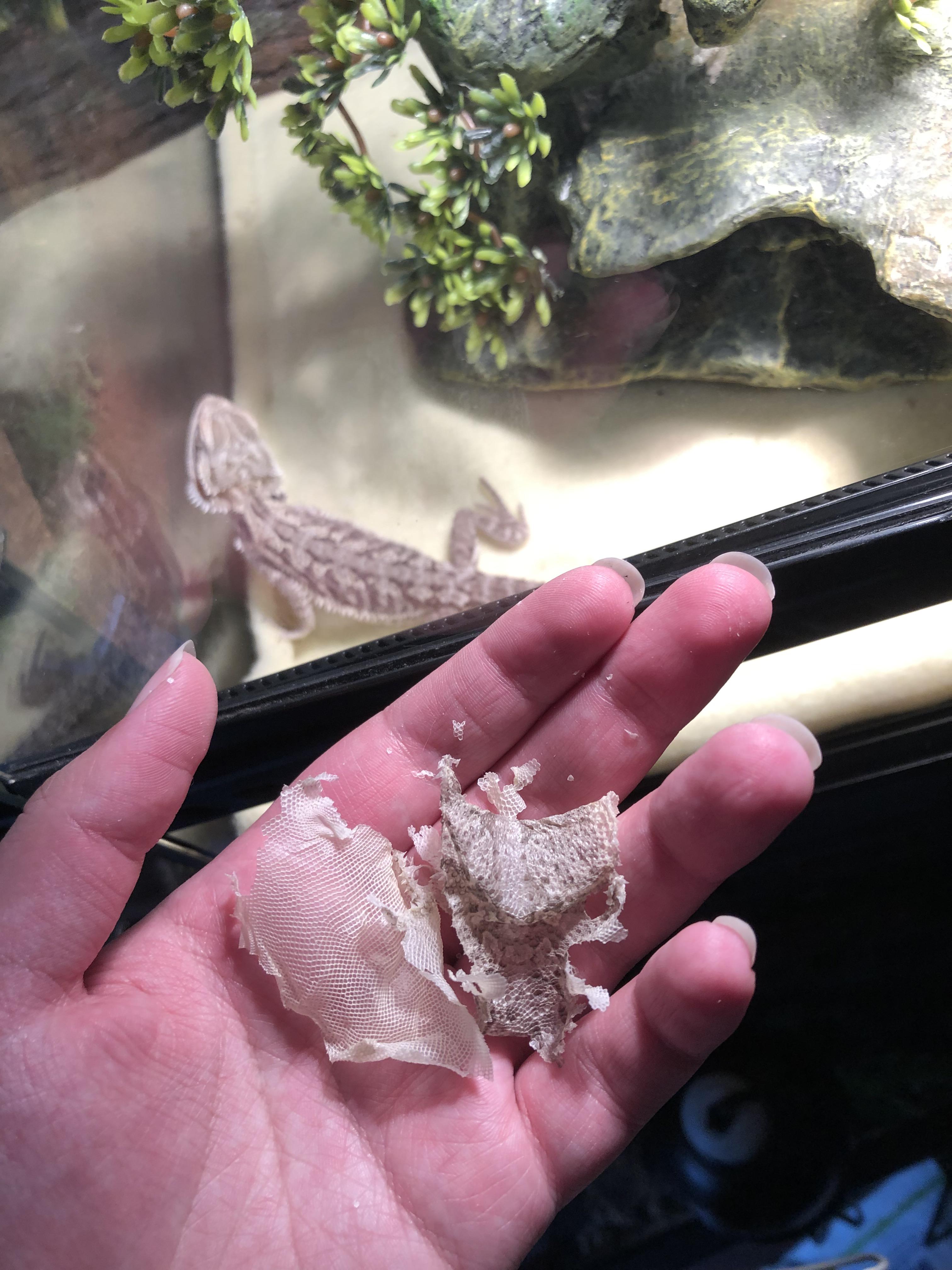 Thought you guys might like my baby beardie's peel. | Scrolller