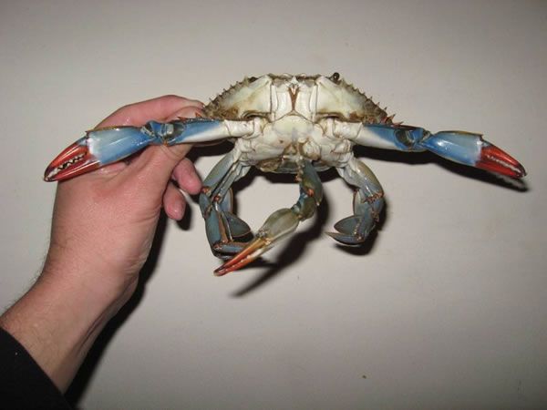 Three-clawed crab | Scrolller