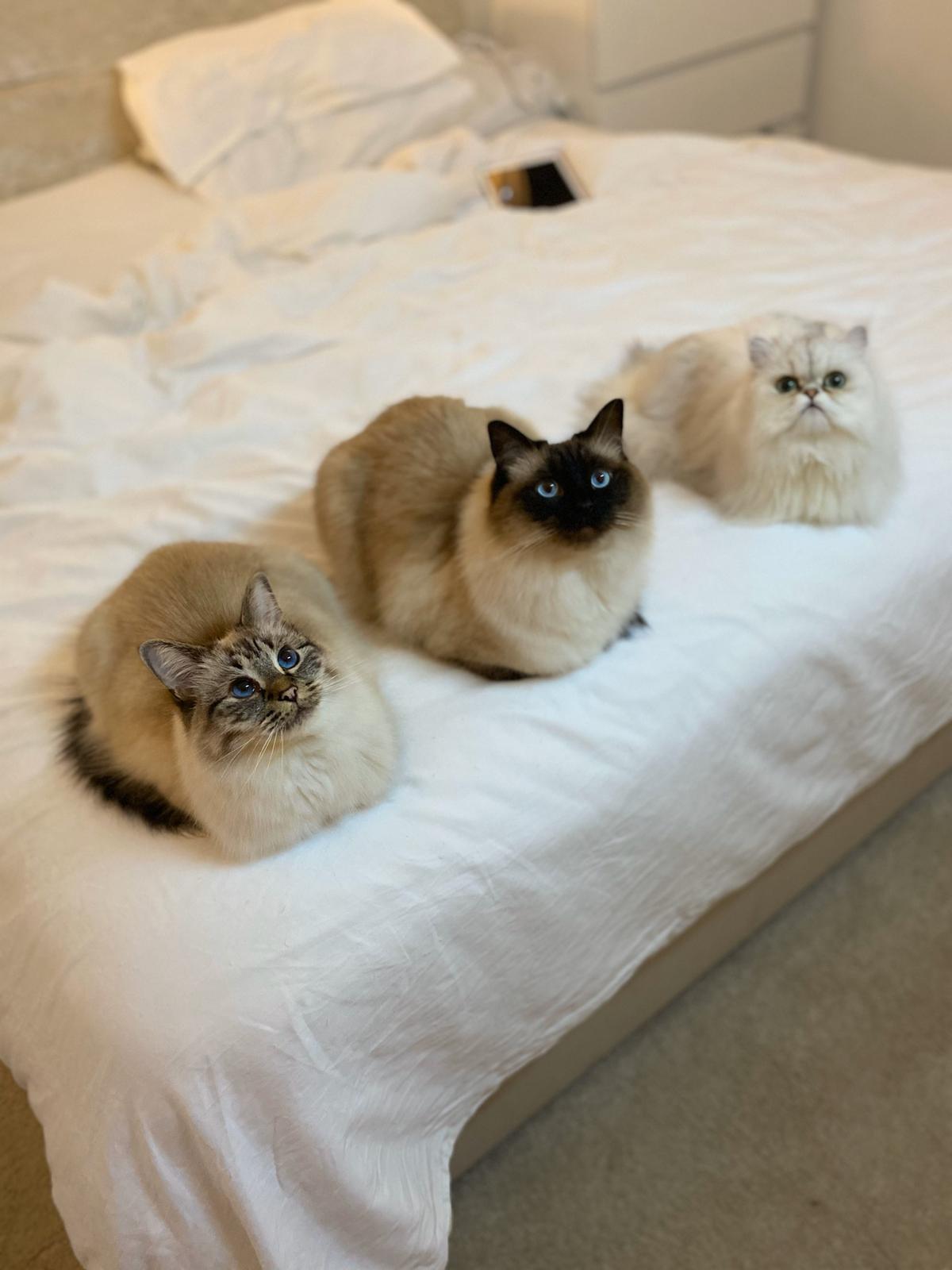 Three loaves in a row! | Scrolller