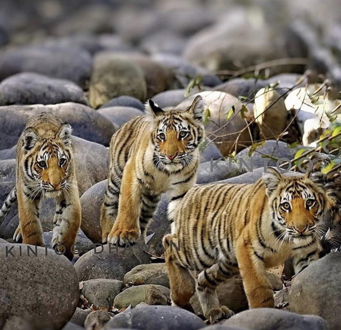 Three Tiger Cubs Exploring | Scrolller