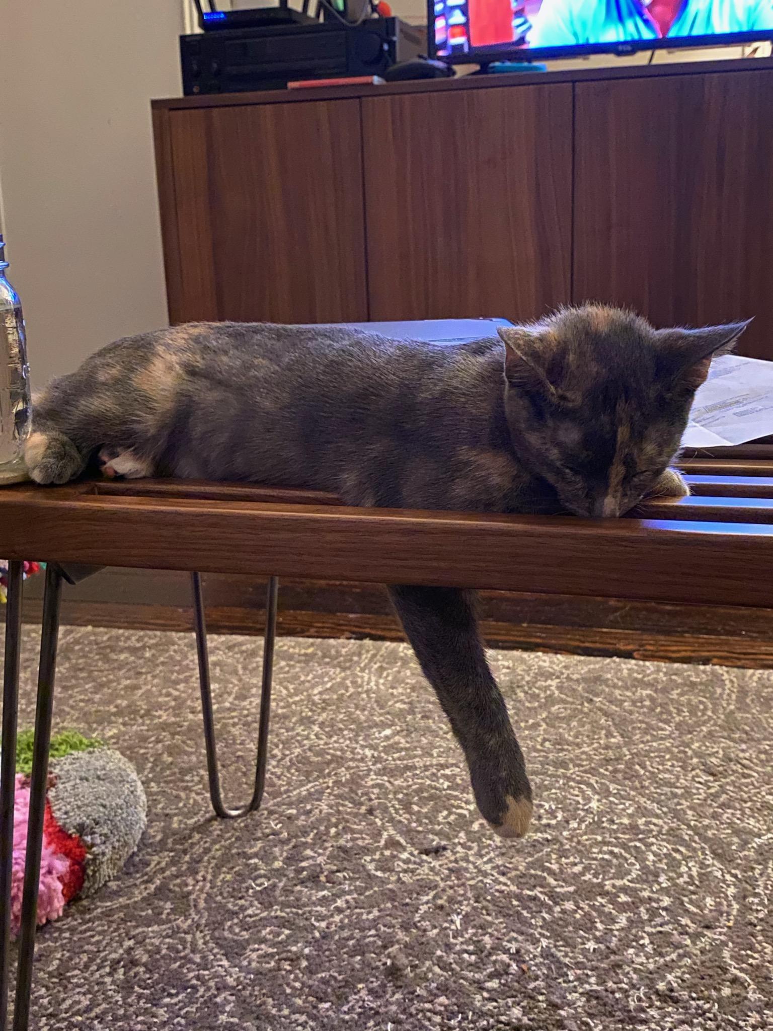 Through the coffee table | Scrolller