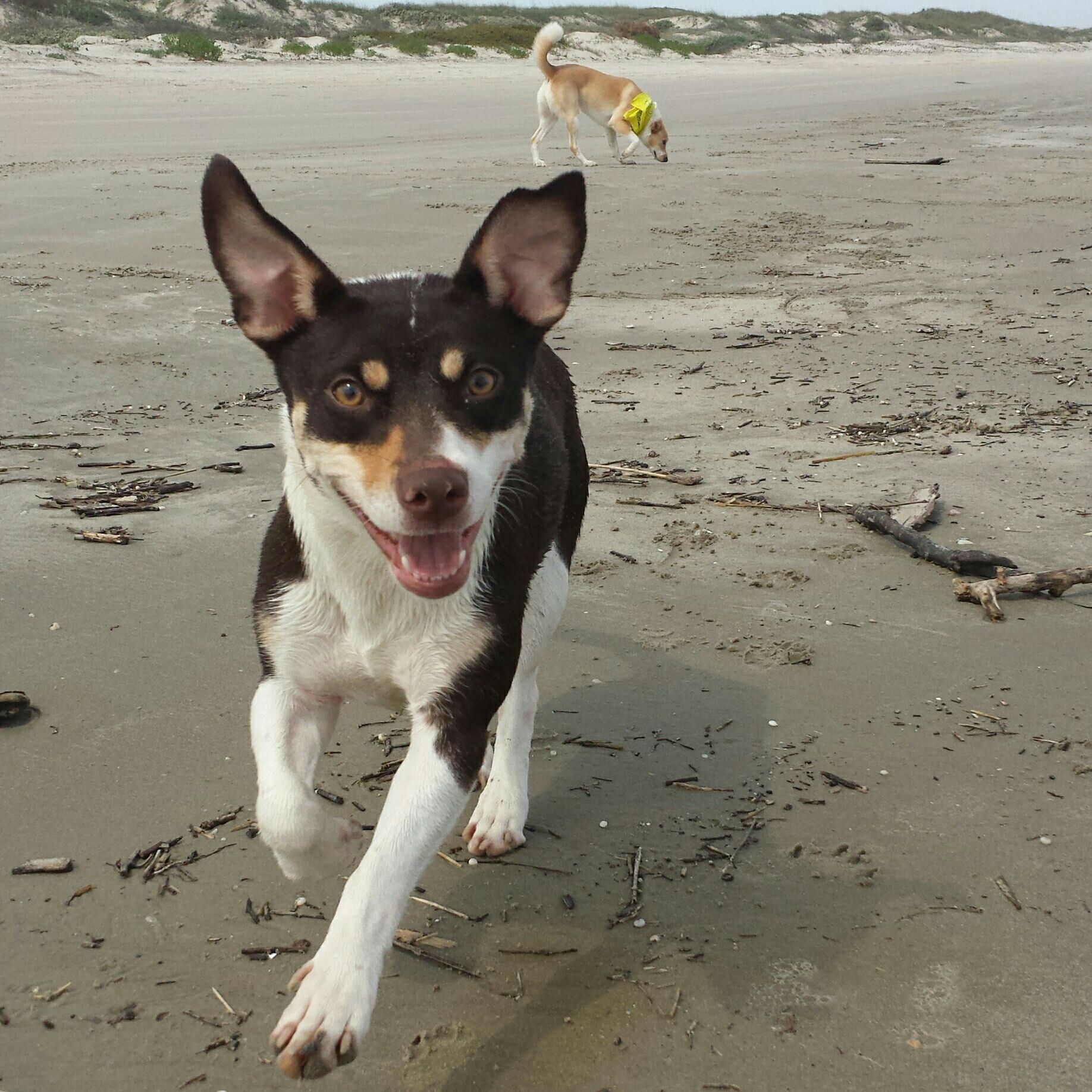 Throw the ball :) | Scrolller