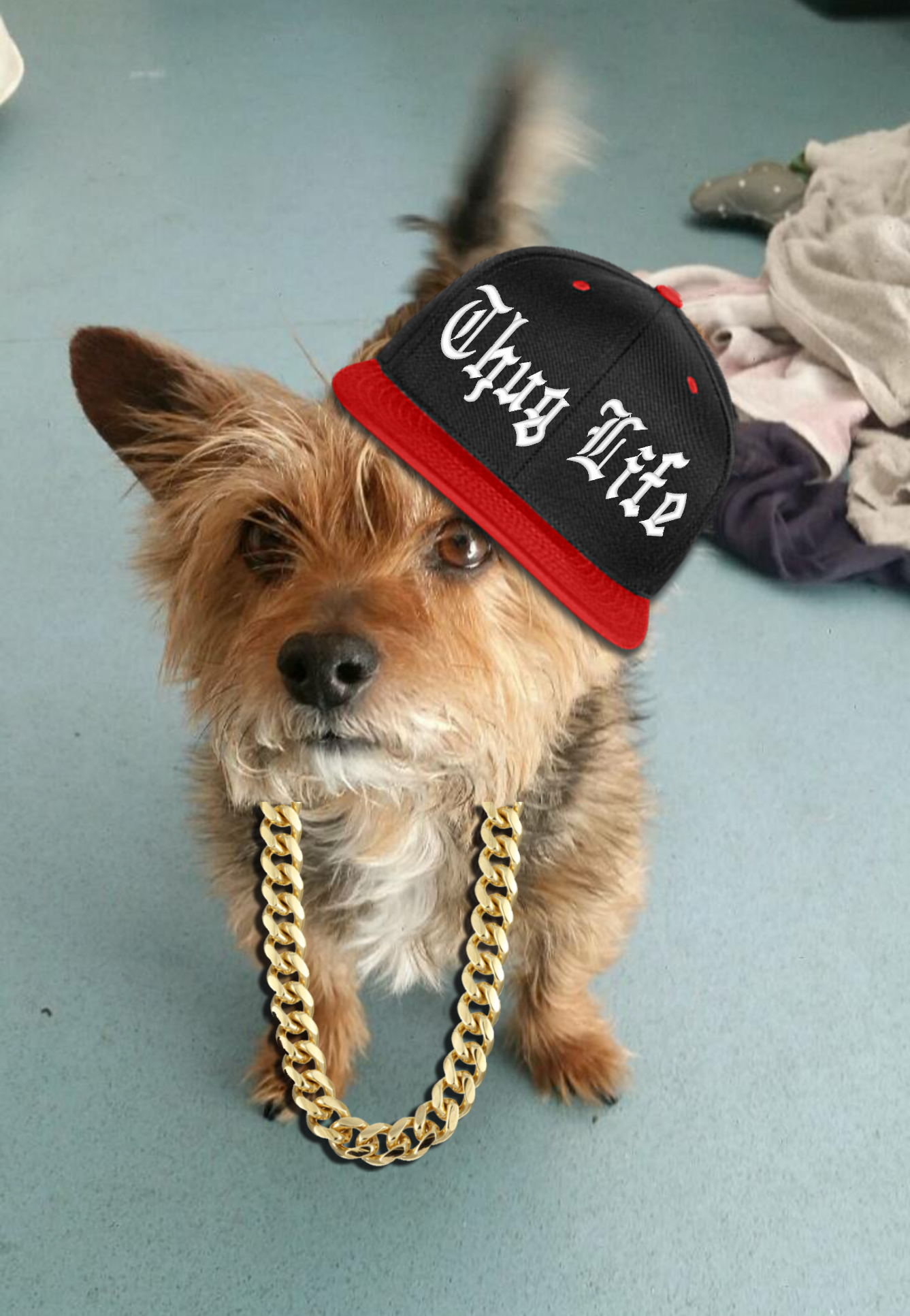 Thug Life Paddy! | Scrolller