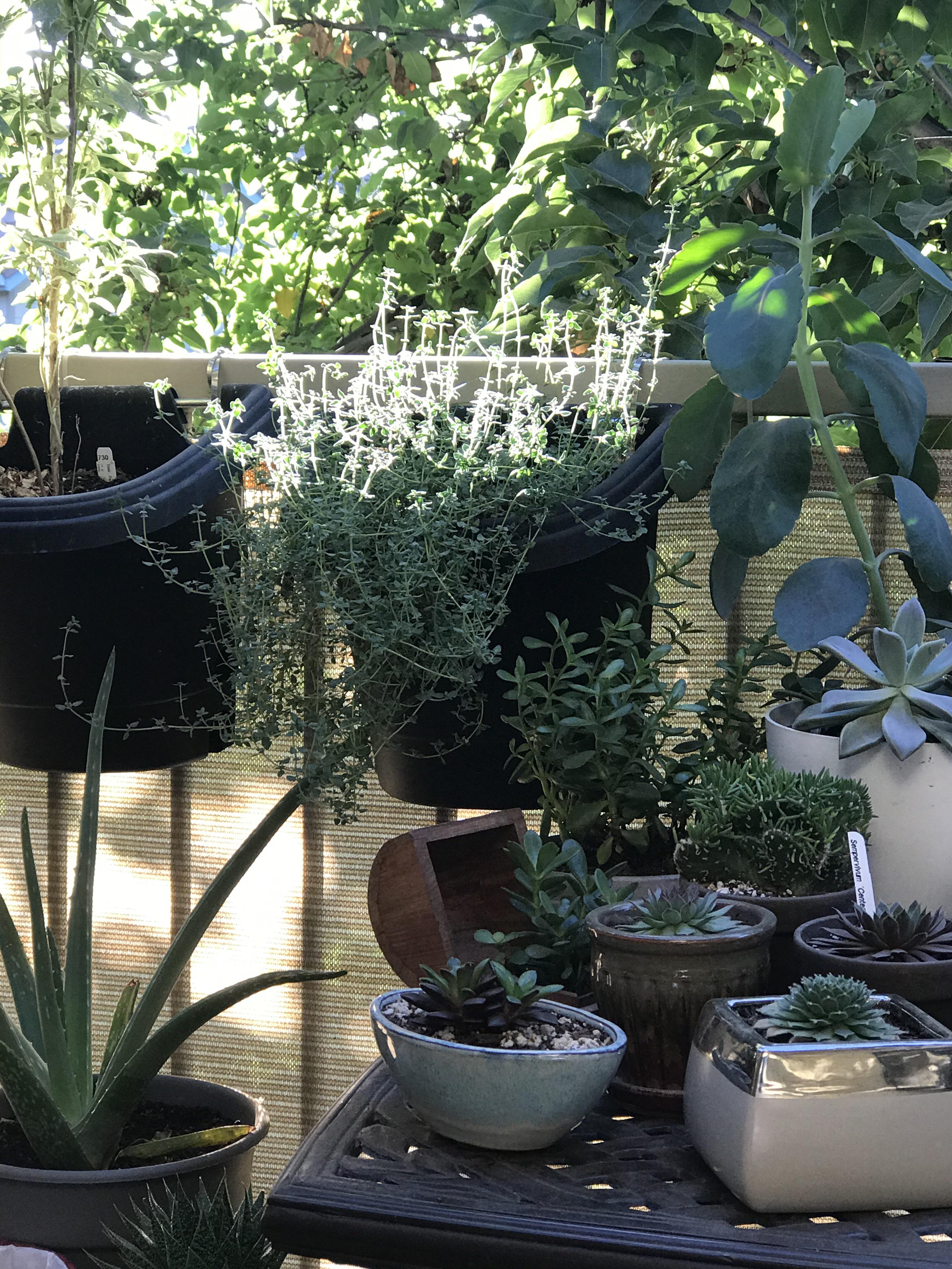 Thyme in the sunshine...with some cacti and succulent buddies. | Scrolller