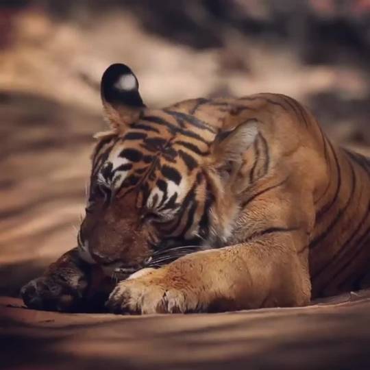 Tiger doing a mlem | Scrolller