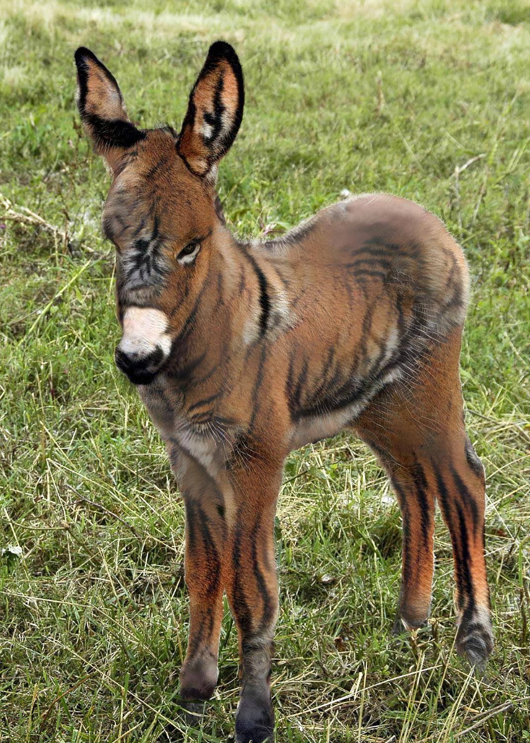 Tiger Donkey | Scrolller