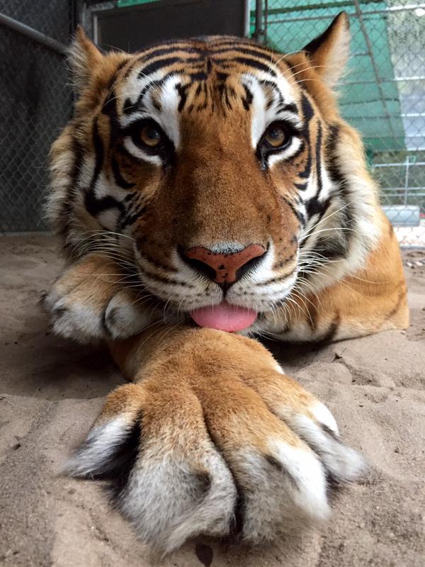 Tiger mlem | Scrolller