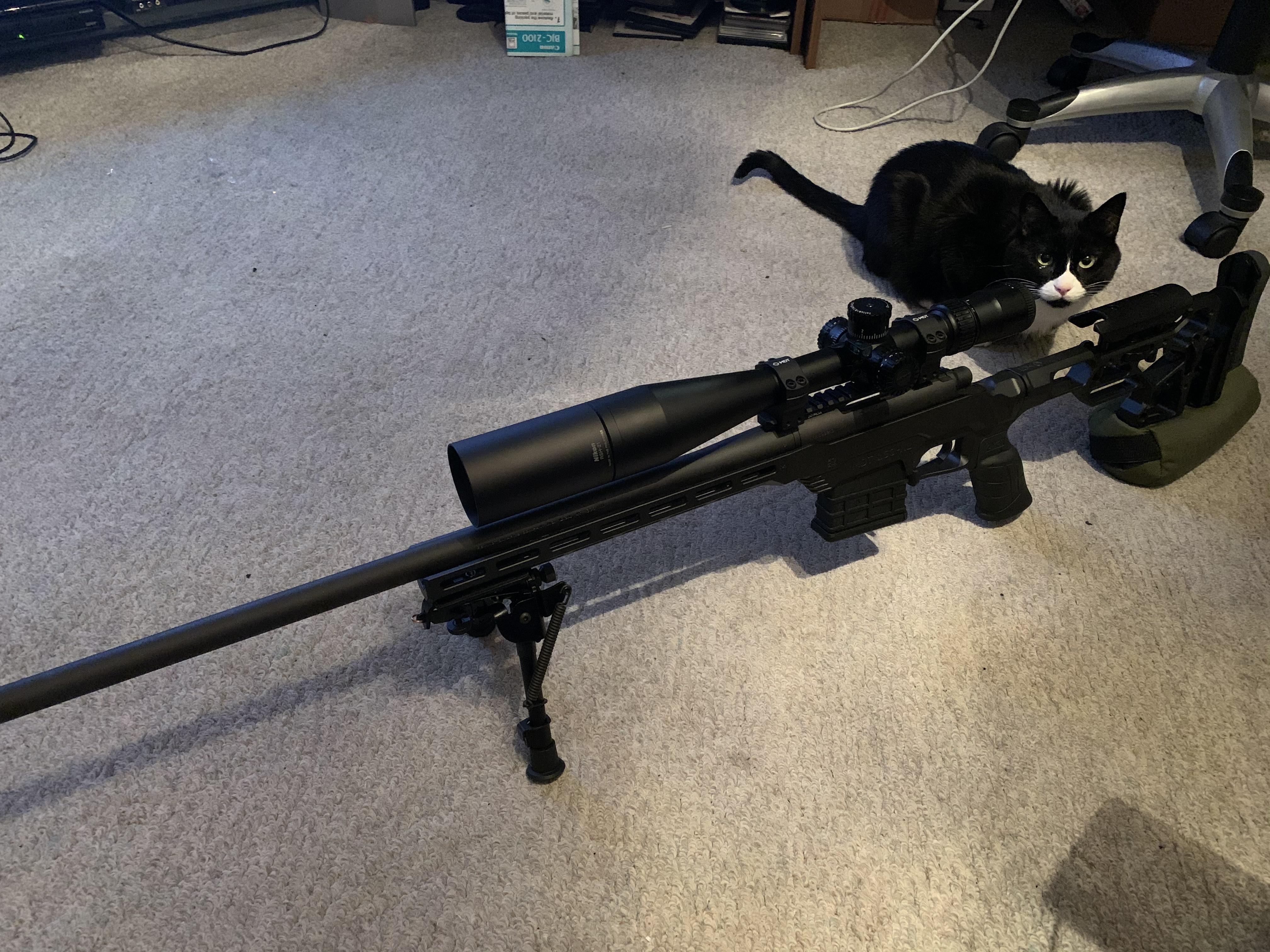 Tikka the cat with the rem 700 | Scrolller