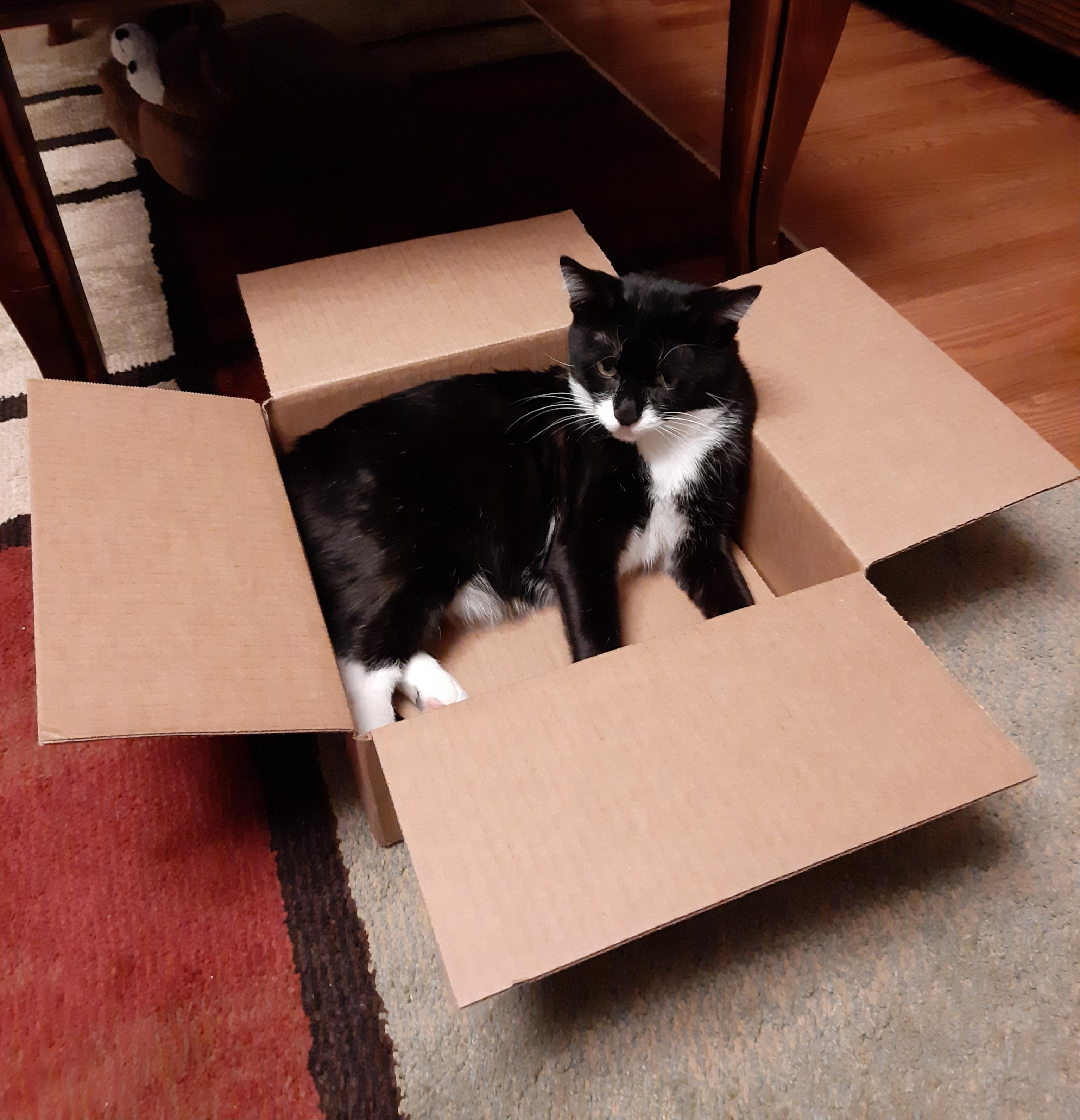 Tim love's his box | Scrolller