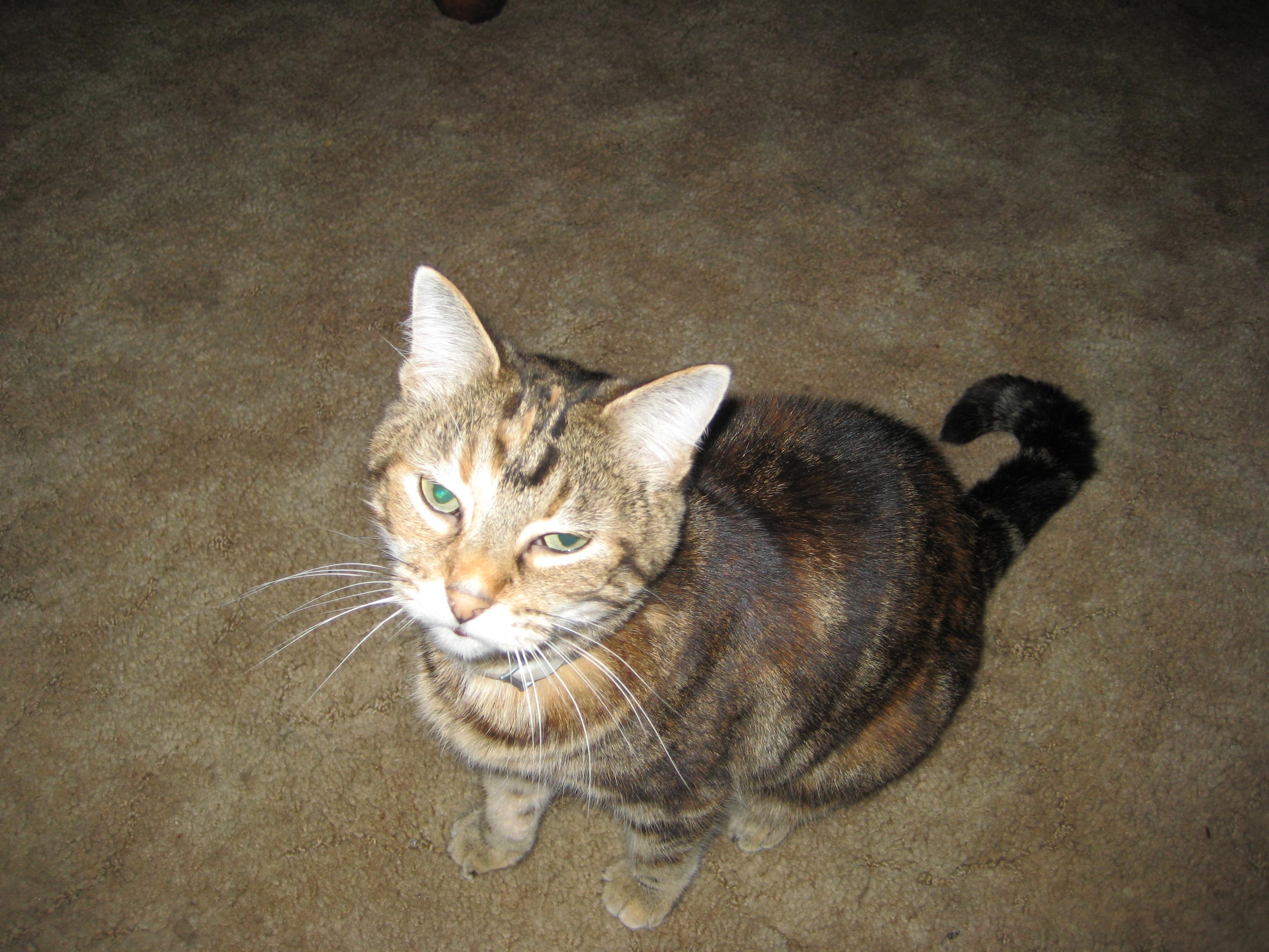 Tinkerbell. Tabby cat. | Scrolller