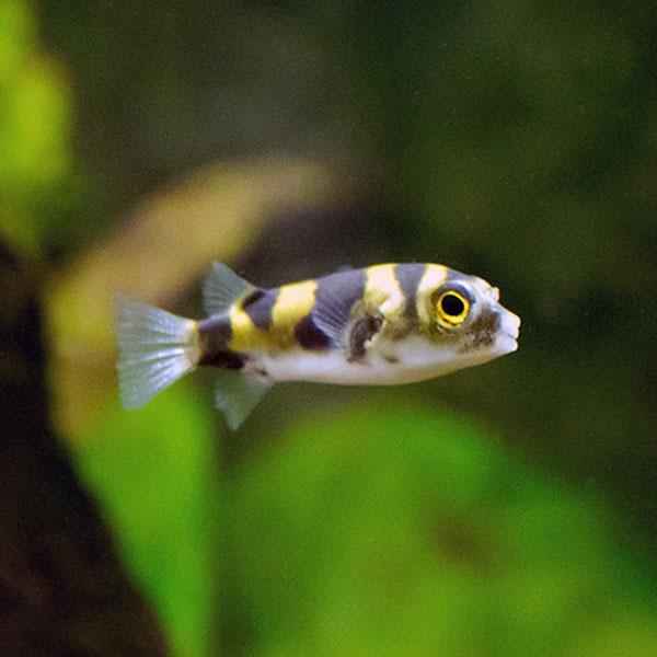 Tiny Amazon Puffer | Scrolller