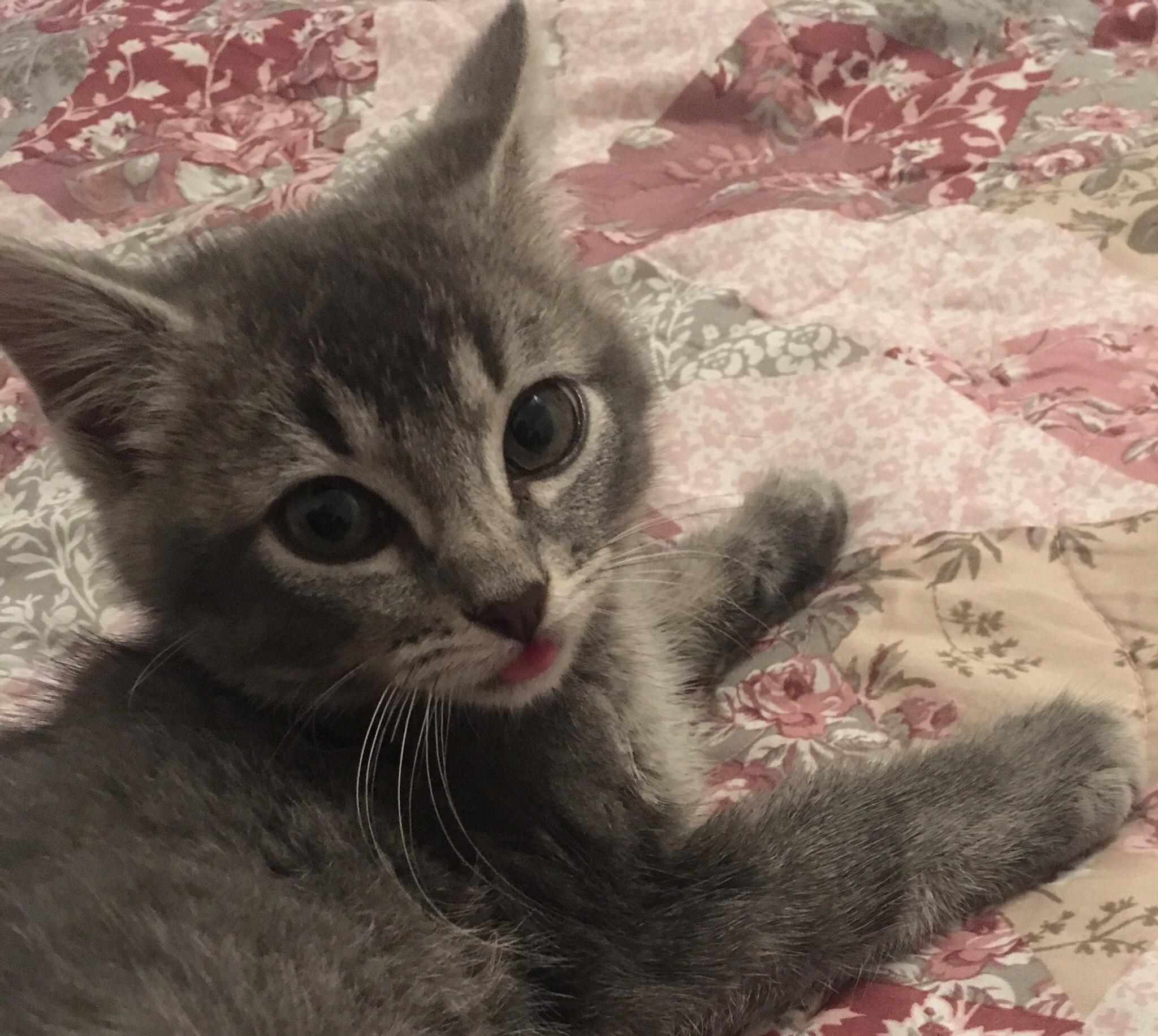 Tiny blep | Scrolller