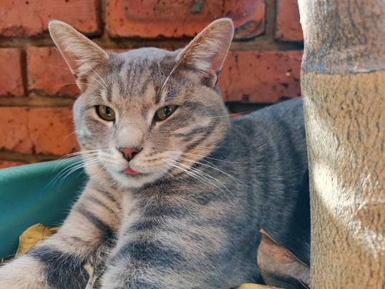 Tiny blep. | Scrolller