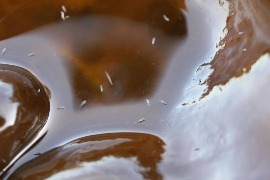 Tiny bugs on seaweed. Some holding still, others zooming around [3000x2000] [OC] | Scrolller