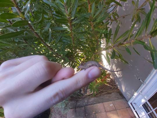 Tiny chameleon with Protea | Scrolller